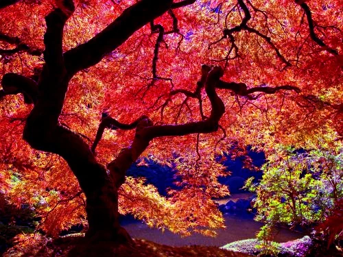 Maplesong | Hero's Guild Wiki | Fandom