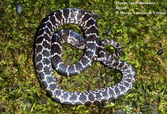 Papa-Lesma Meridional | HerpetofaunaBrasileira Wiki | Fandom