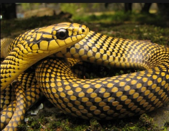 Bothrops sazimai | HerpetofaunaBrasileira Wiki | Fandom