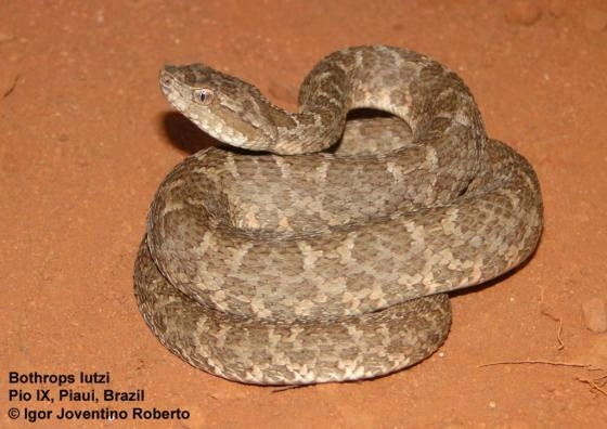 Jararaca-Pintada Nordestina | HerpetofaunaBrasileira Wiki | Fandom