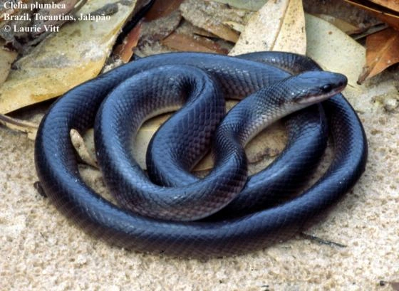 Muçurana-Preta-da-Mata-Atlântica | HerpetofaunaBrasileira Wiki | Fandom