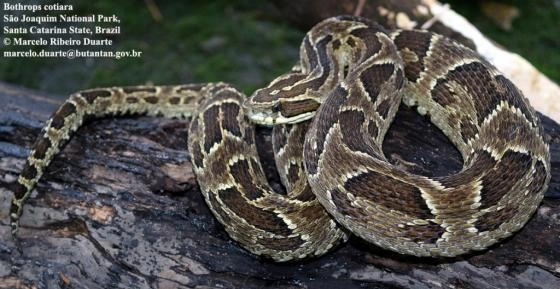 Jararaca-Cotiara | HerpetofaunaBrasileira Wiki | Fandom