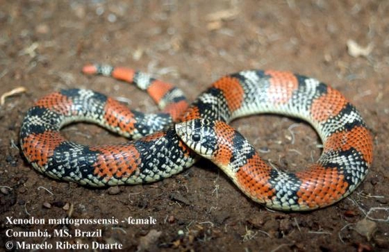Boipeva Falsa-Coral | HerpetofaunaBrasileira Wiki | Fandom