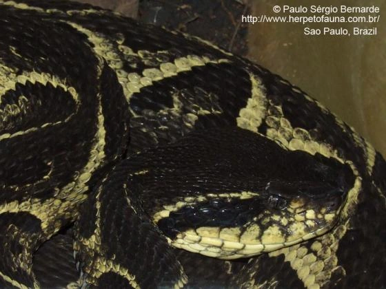 Jararacuçu | HerpetofaunaBrasileira Wiki | Fandom