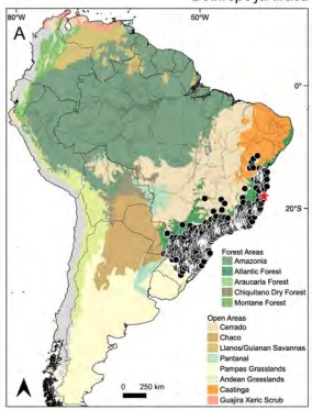 Jararaca-Comum | HerpetofaunaBrasileira Wiki | Fandom