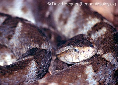 Jararacão-do-Agreste | HerpetofaunaBrasileira Wiki | Fandom