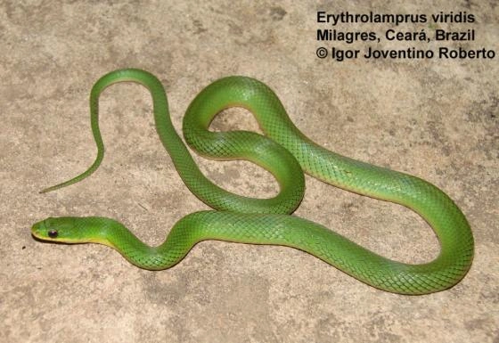 Cobra-Capim Verde Oriental | HerpetofaunaBrasileira Wiki | Fandom