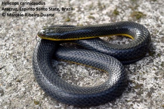 Cobra d'água do Litoral | HerpetofaunaBrasileira Wiki | Fandom