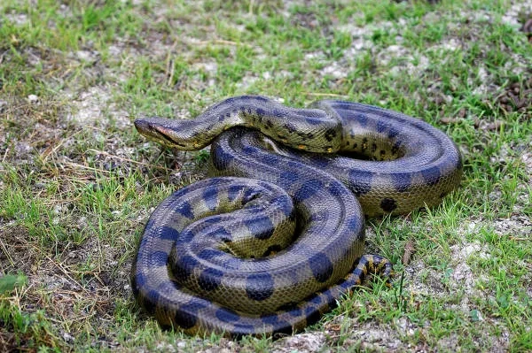 Sucuri Verde | HerpetofaunaBrasileira Wiki | Fandom