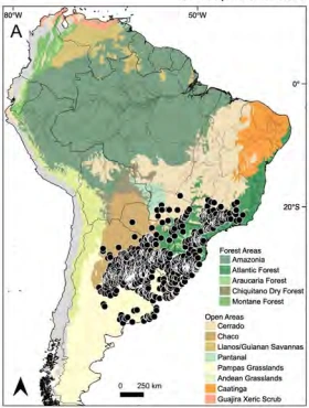Jararaca Urutu-Cruzeira | HerpetofaunaBrasileira Wiki | Fandom