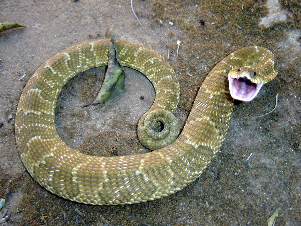 Boipeva Comum | HerpetofaunaBrasileira Wiki | Fandom