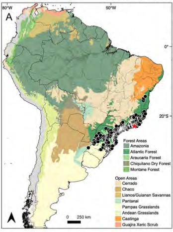 Boipeva Listrada da Mata Atlântica | HerpetofaunaBrasileira Wiki | Fandom