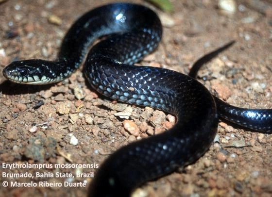 Cobra-Capim Preta Nordestina | HerpetofaunaBrasileira Wiki | Fandom