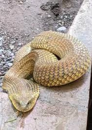 Boipeva Comum | HerpetofaunaBrasileira Wiki | Fandom