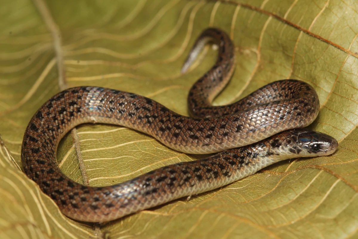 Cobra-Fura-Terra de Pintas Pretas | HerpetofaunaBrasileira Wiki | Fandom