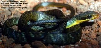 Cobra-Chicote da Mata Atlântica | HerpetofaunaBrasileira Wiki | Fandom
