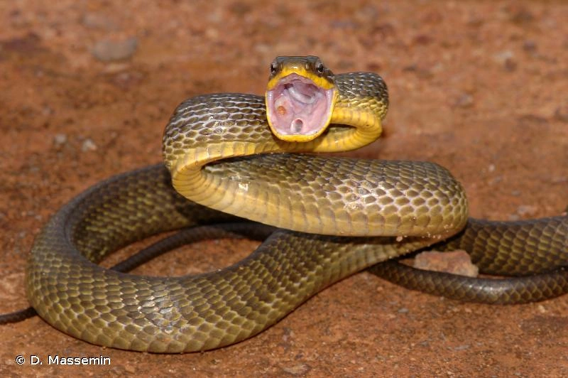 Caninaninha-da-Amazônia | HerpetofaunaBrasileira Wiki | Fandom