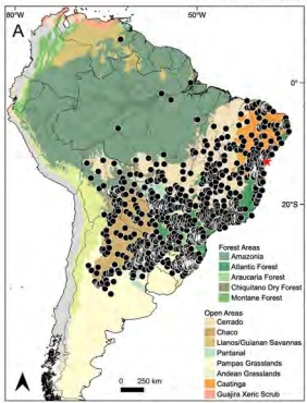Boipeva Comum | HerpetofaunaBrasileira Wiki | Fandom