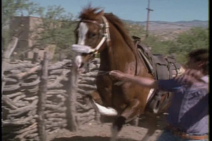 Animals | Hey Dude Wiki | Fandom