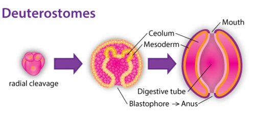 Deuterostome | HeyerBio6A Wiki | Fandom
