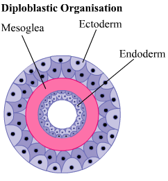 Diploblastic | HeyerBio6A Wiki | Fandom