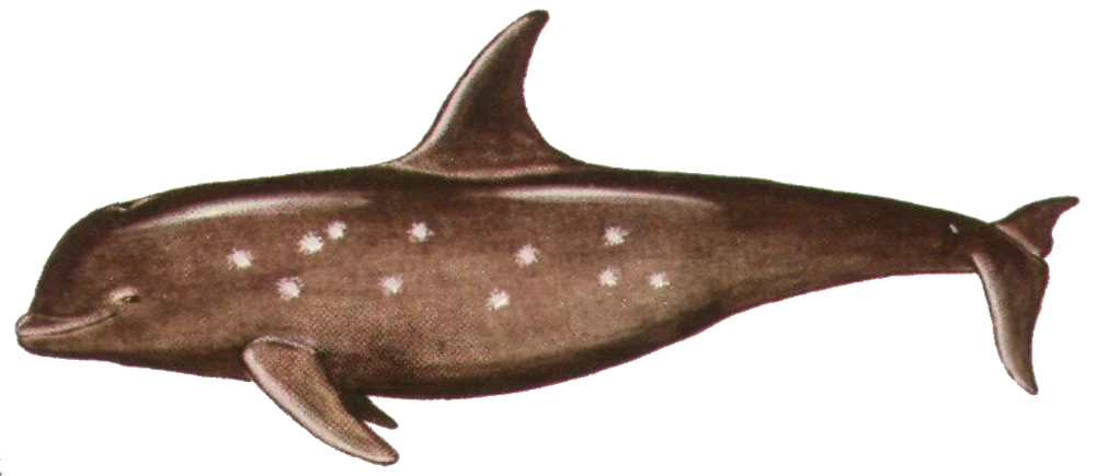 Alula Whale | High Strangeness Wiki | Fandom