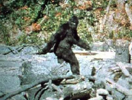 Sasquatch | High Strangeness Wiki | Fandom
