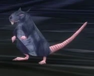 Category:Warcraft Rats | Arcane Lore Wiki | Fandom