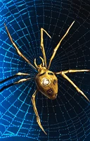 Category:D&D Spiders | Arcane Lore Wiki | Fandom