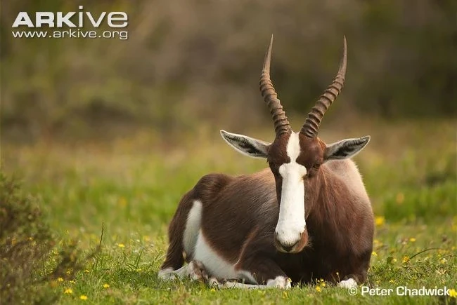 Bontebok | Animals Wiki | Fandom