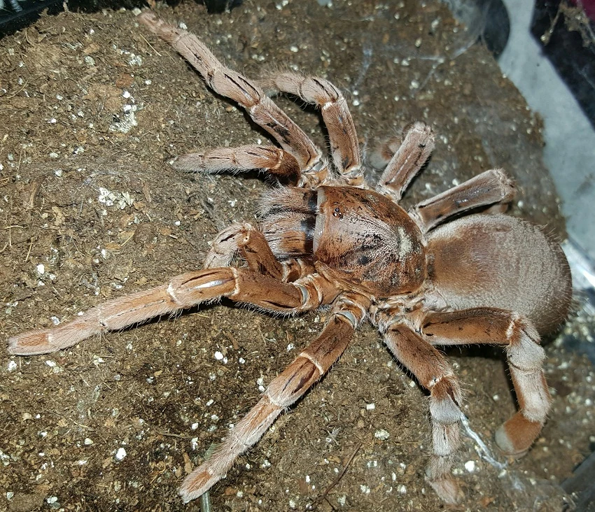 King Baboon Spider | Animals Wiki | Fandom