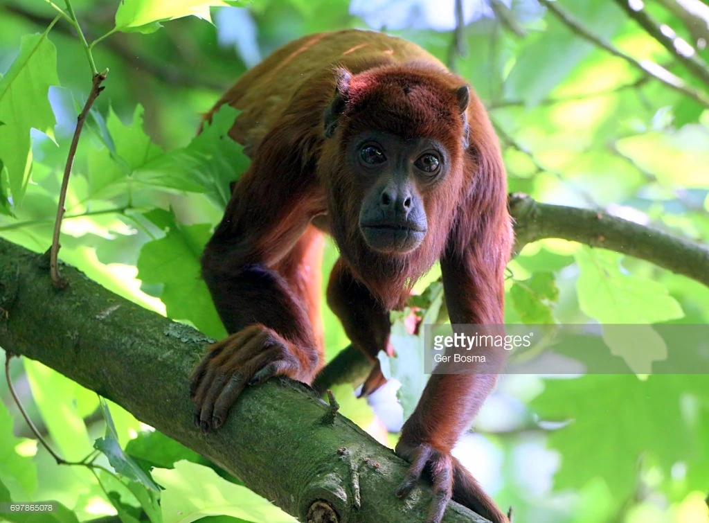 Red Howler | Animals Wiki | Fandom