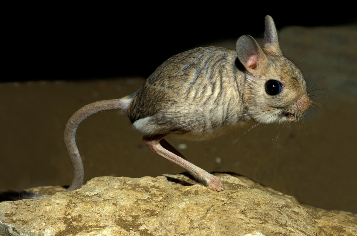 Lesser Egyptian Jerboa | Animals Wiki | Fandom