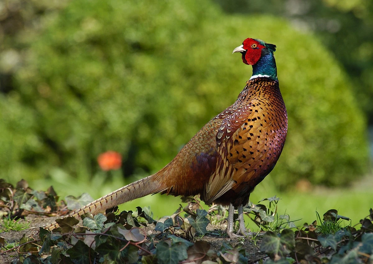 Ring-necked Pheasant | Animals Wiki | Fandom