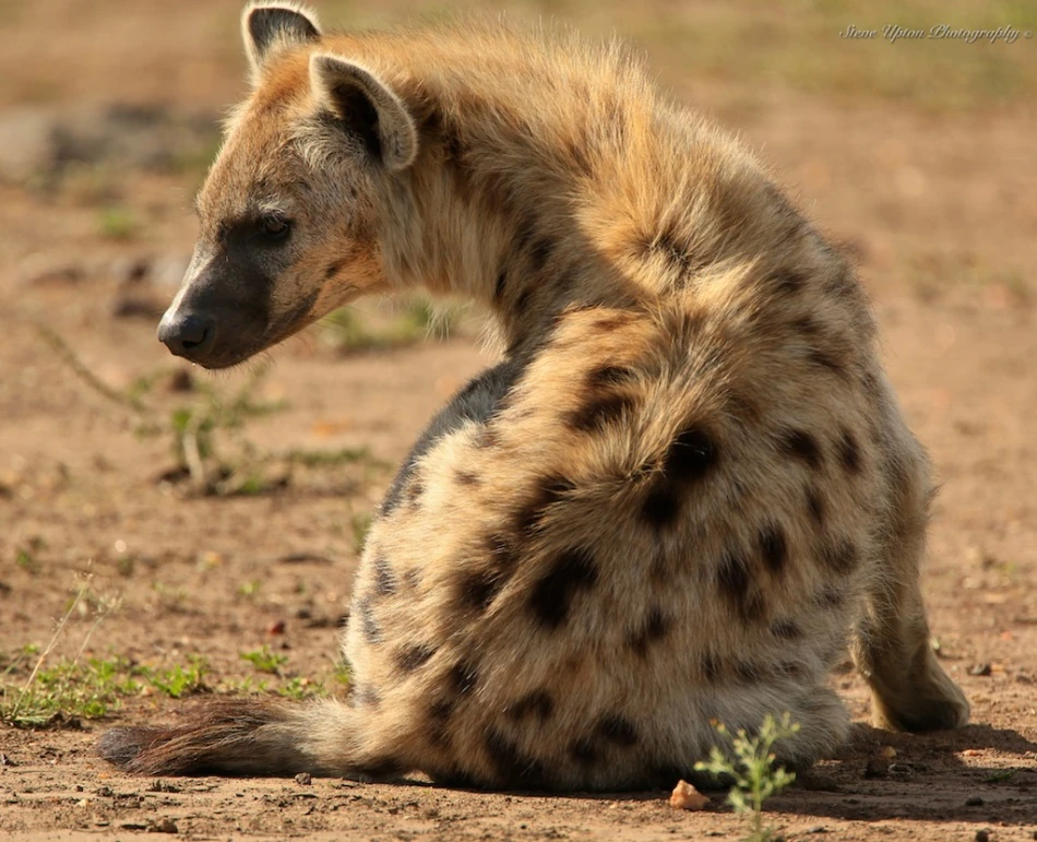 Spotted Hyena | Animals Wiki | Fandom