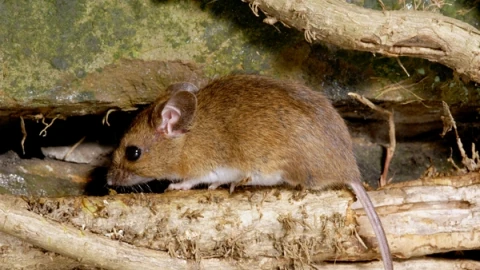 Wood Mouse | Animals Wiki | Fandom