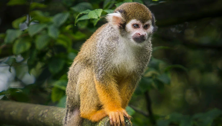 Common Squirrel Monkey | Animals Wiki | Fandom