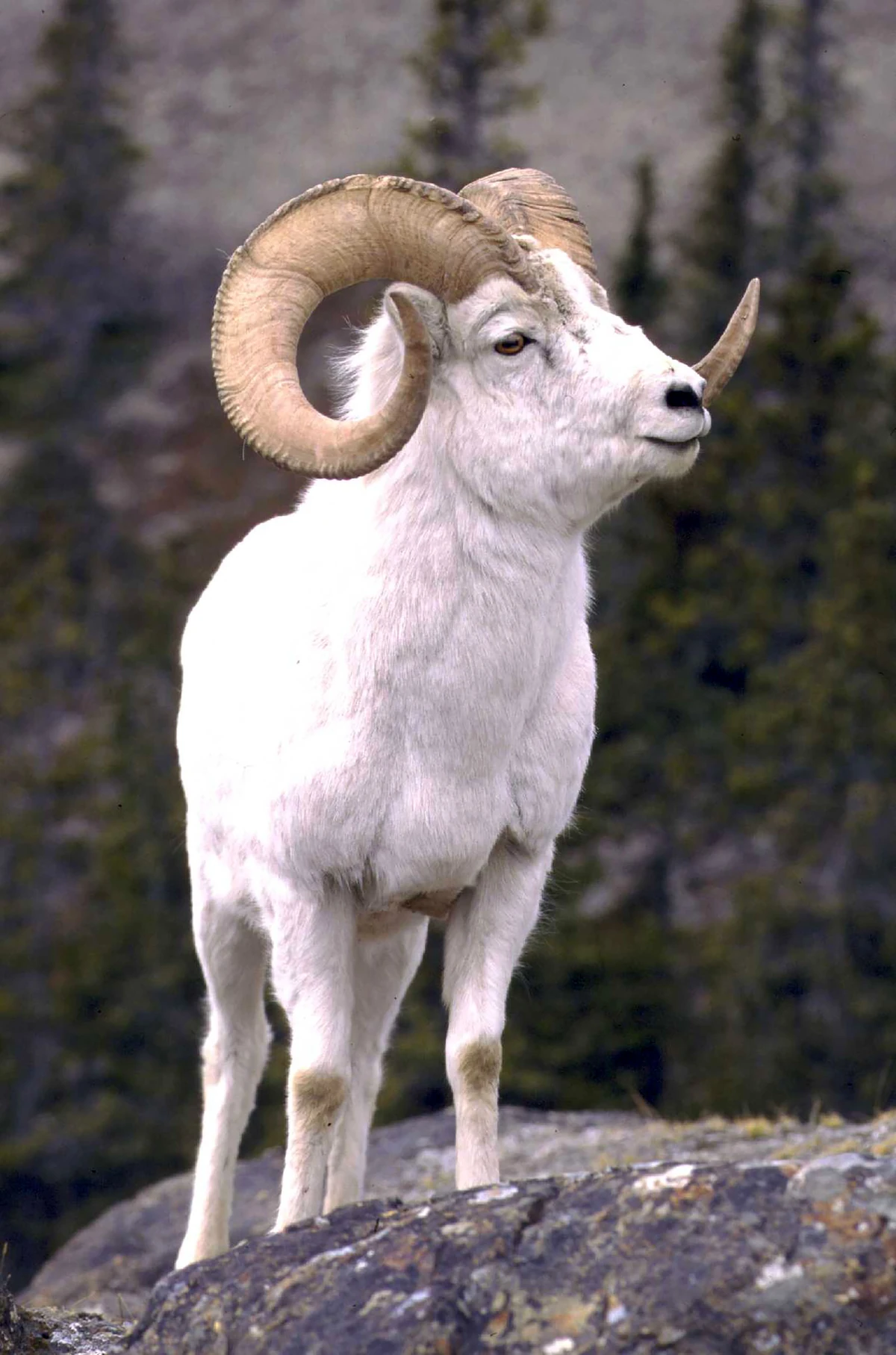 Thinhorn Sheep | Animals Wiki | Fandom