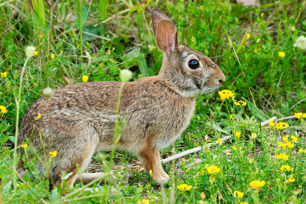 Eastern Cottontail | Animals Wiki | Fandom