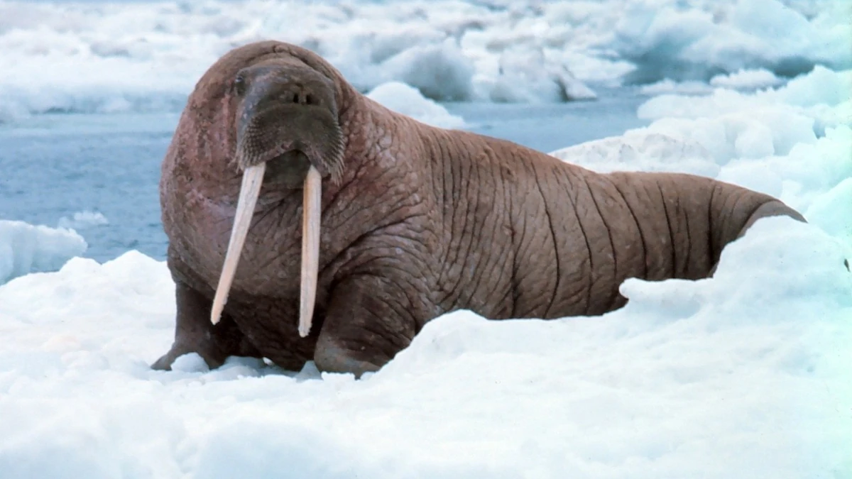 Walrus | Animals Wiki | Fandom