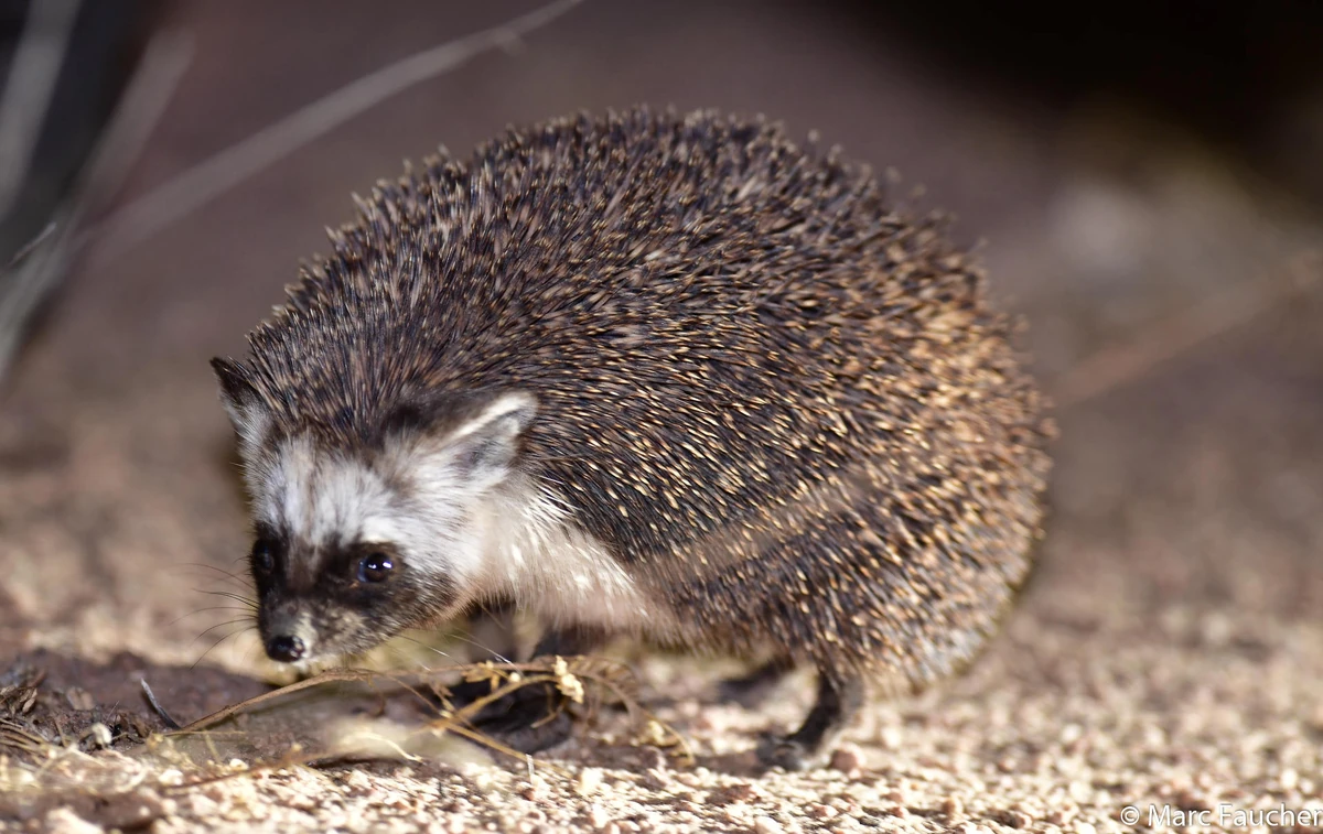 Desert Hedgehog | Animals Wiki | Fandom