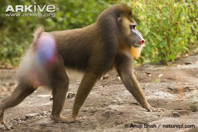 Mandrill | Animals Wiki | Fandom