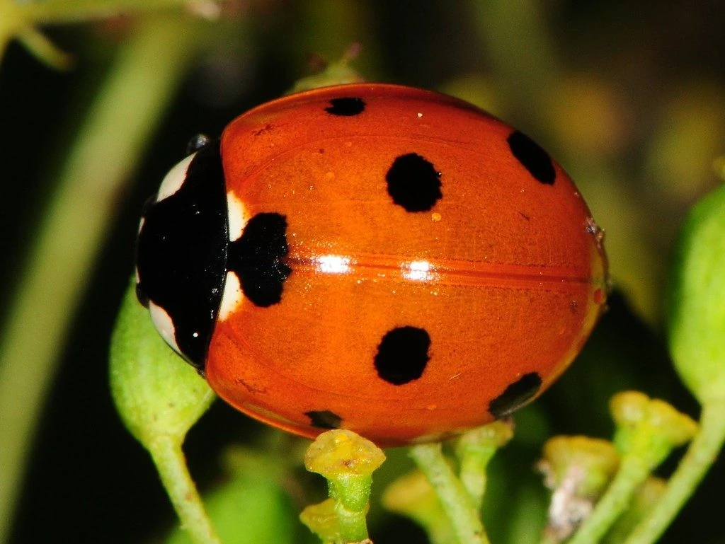 Seven-spotted Ladybug | Animals Wiki | Fandom