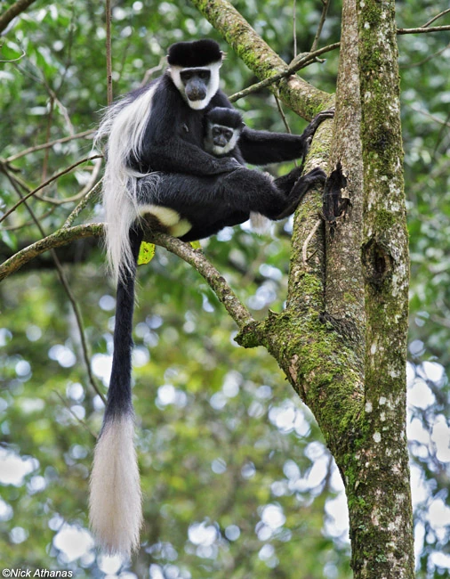 Guereza | Animals Wiki | Fandom