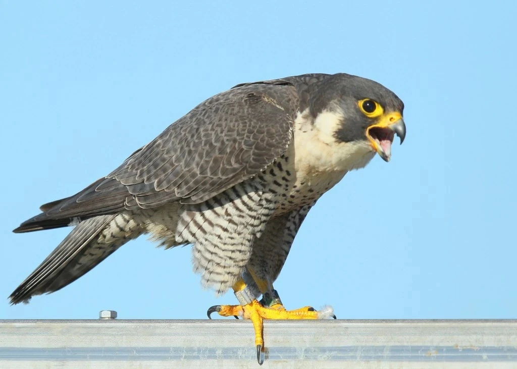 Peregrine Falcon | Animals Wiki | Fandom