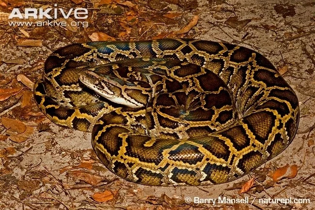 African Rock Python | Animals Wiki | Fandom