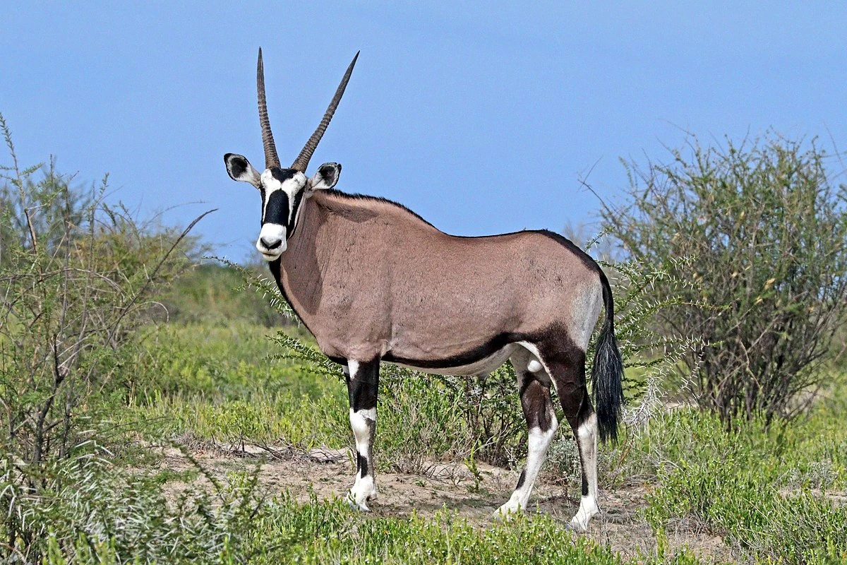 Gemsbok | Animals Wiki | Fandom