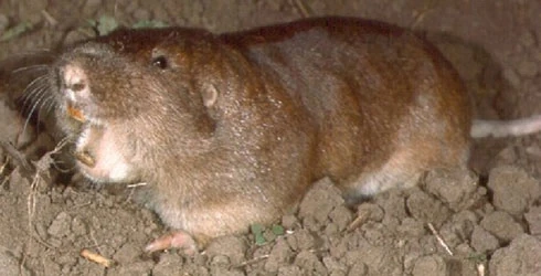 Plains Pocket Gopher | Animals Wiki | Fandom