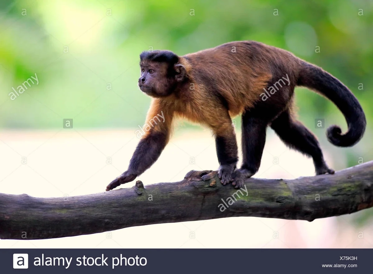 Tufted Capuchin | Animals Wiki | Fandom