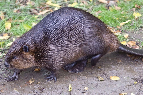 North American Beaver | Animals Wiki | Fandom